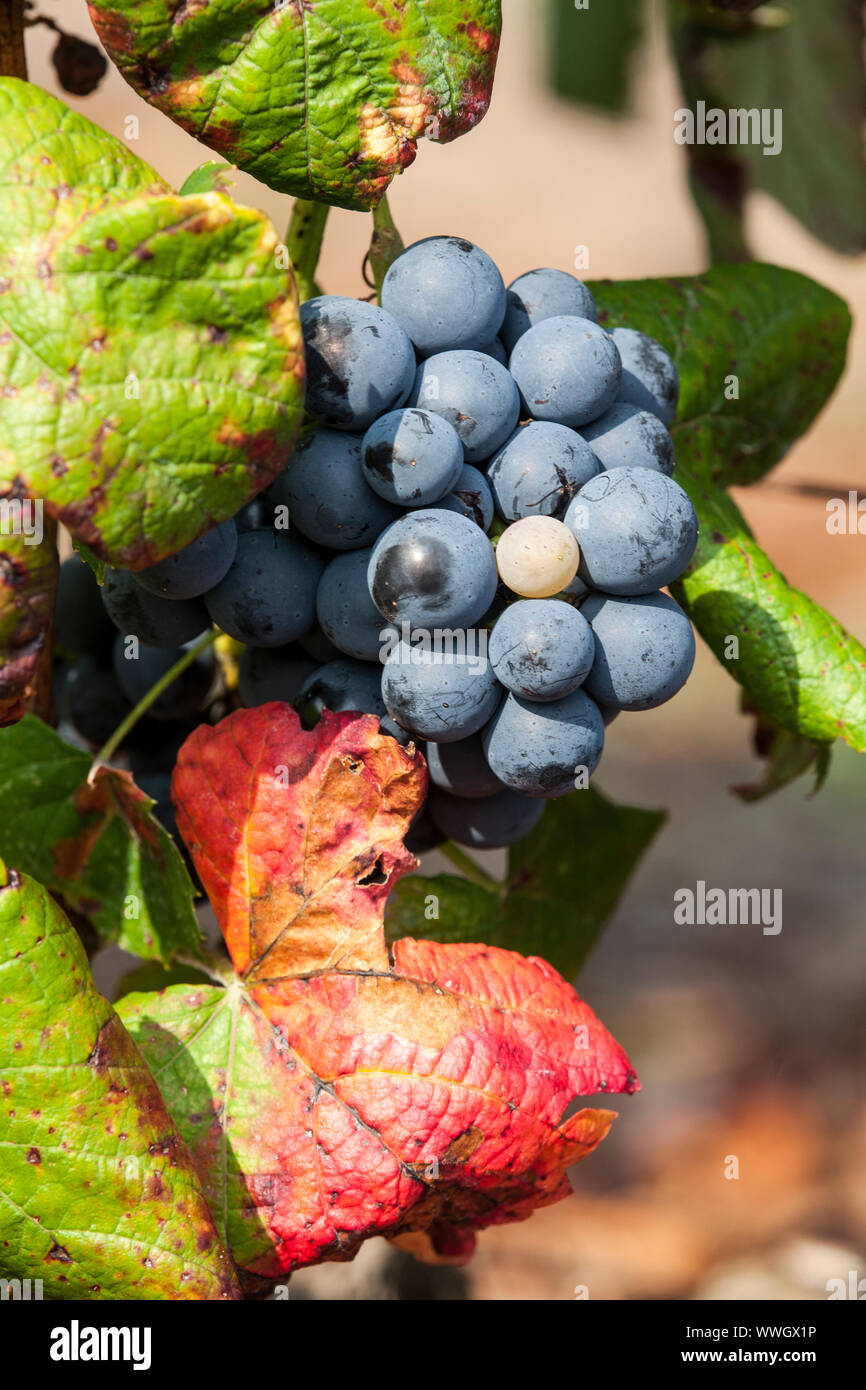 Grapes on the vine. Natural, arable Stock Photo - Alamy