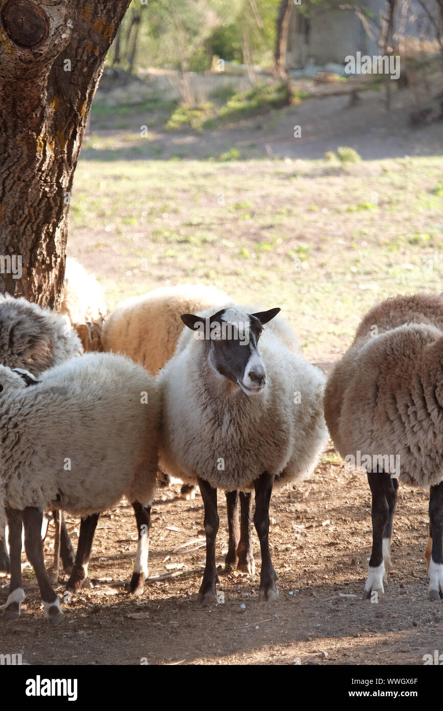 Cute funny sheep on farm Stock Photo - Alamy