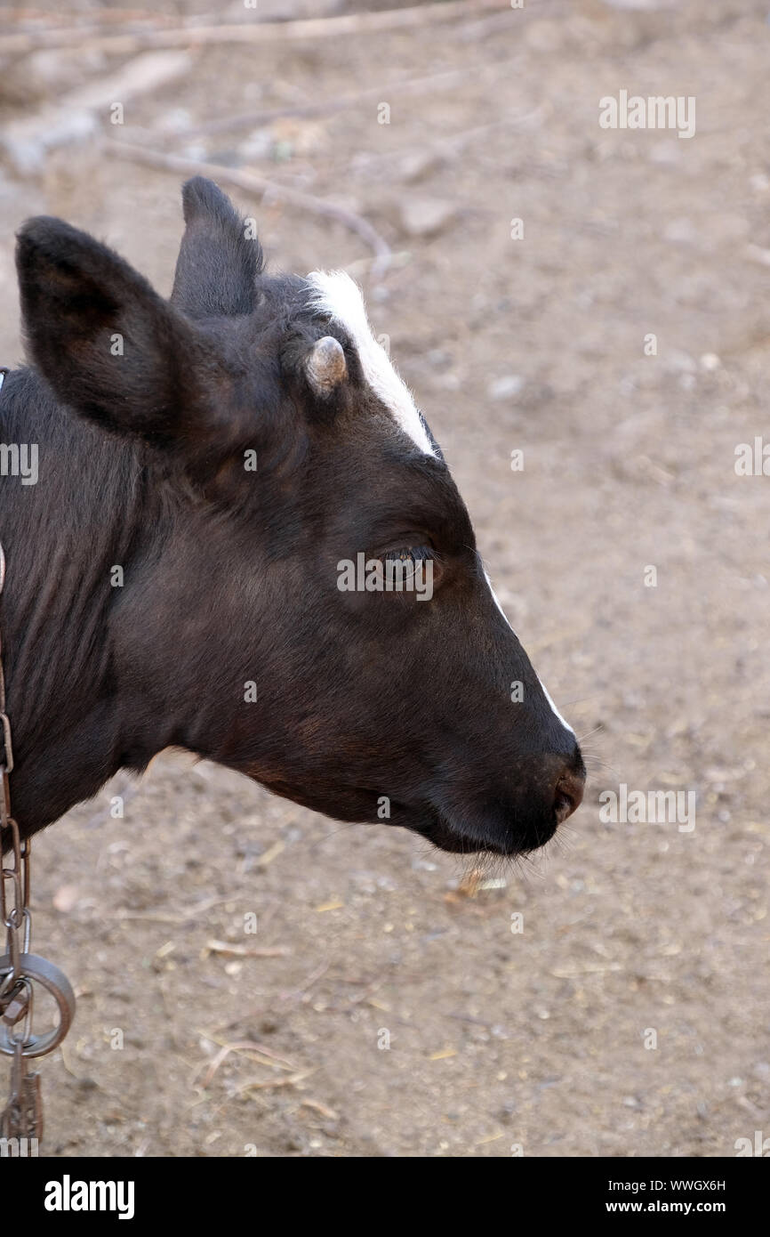 Cute funny cow on farm Stock Photo - Alamy