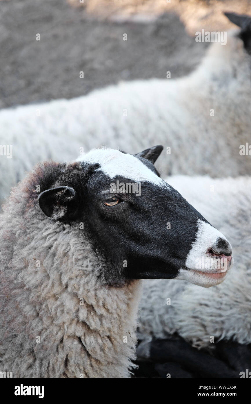 Cute funny sheep on farm Stock Photo - Alamy