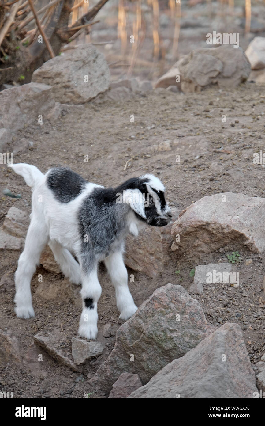 Cute little goat on farm Stock Photo - Alamy