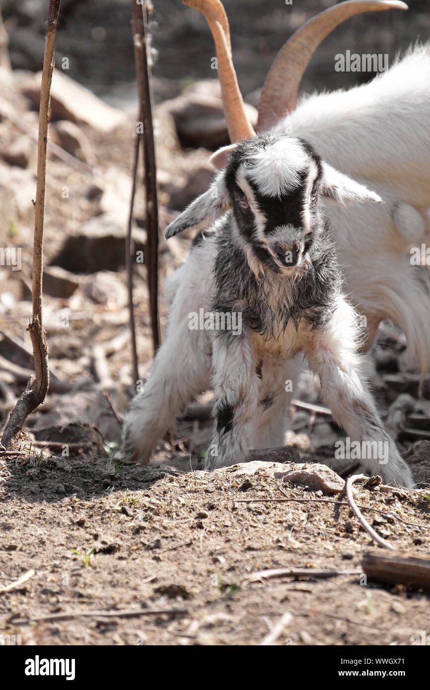 Goat with cute little kid on farm Stock Photo - Alamy