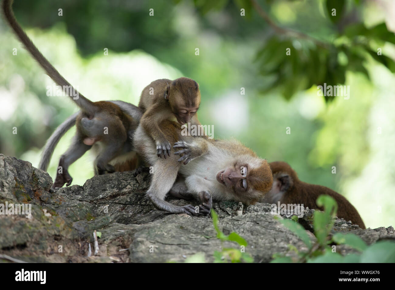 Macaque monkey family sitting together on a rock. Baby monkeys with ...