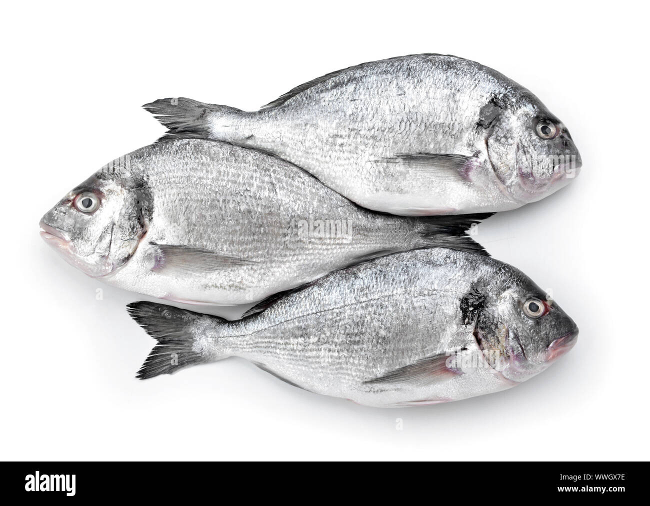 Fresh dorado fish on white background Stock Photo - Alamy
