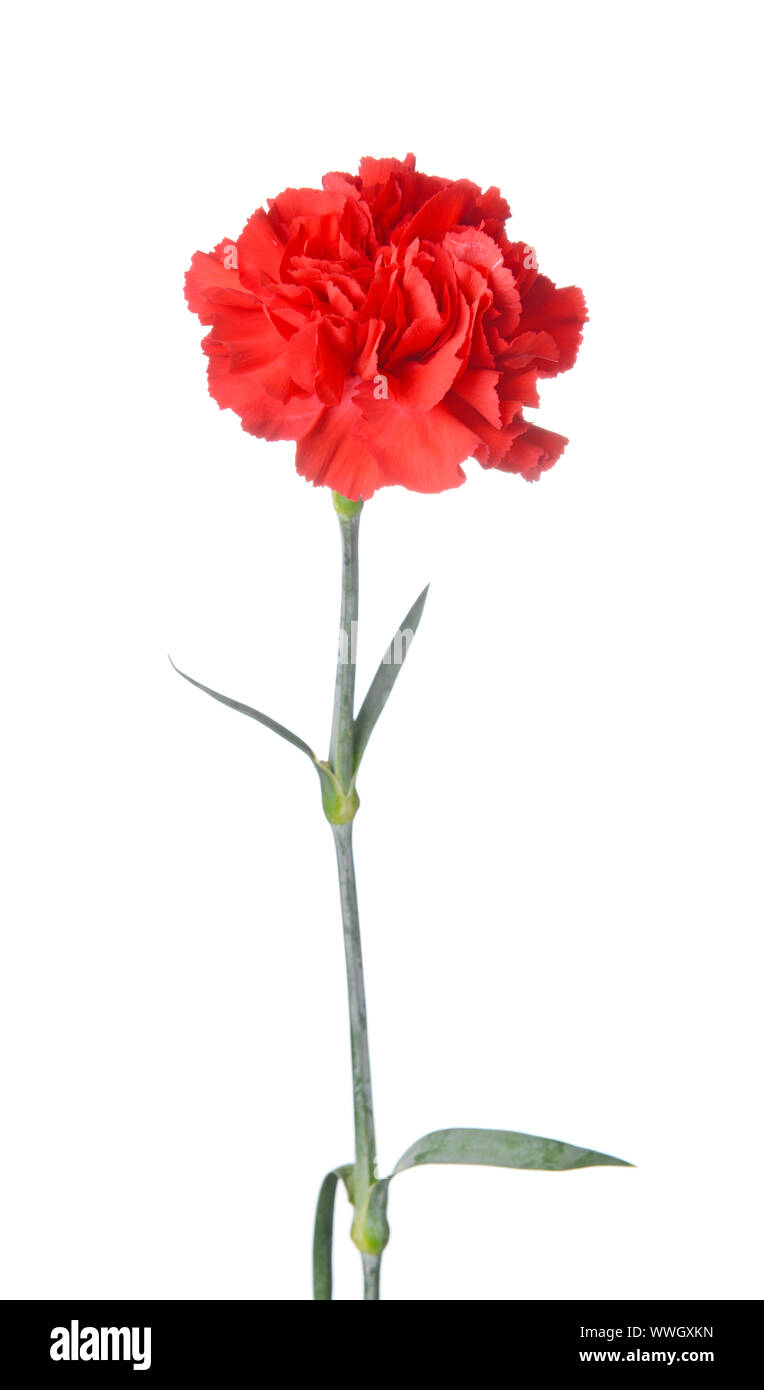 Beautiful carnation flower on white background Stock Photo - Alamy