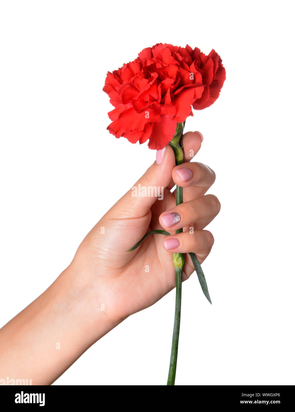 Female hand with beautiful carnation flower on white background Stock ...
