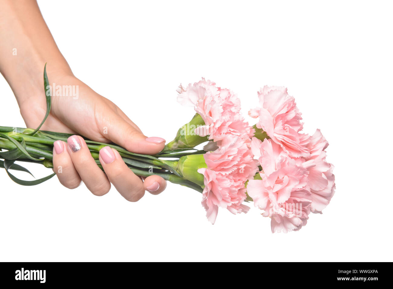Female hand with beautiful carnation flowers on white background Stock ...