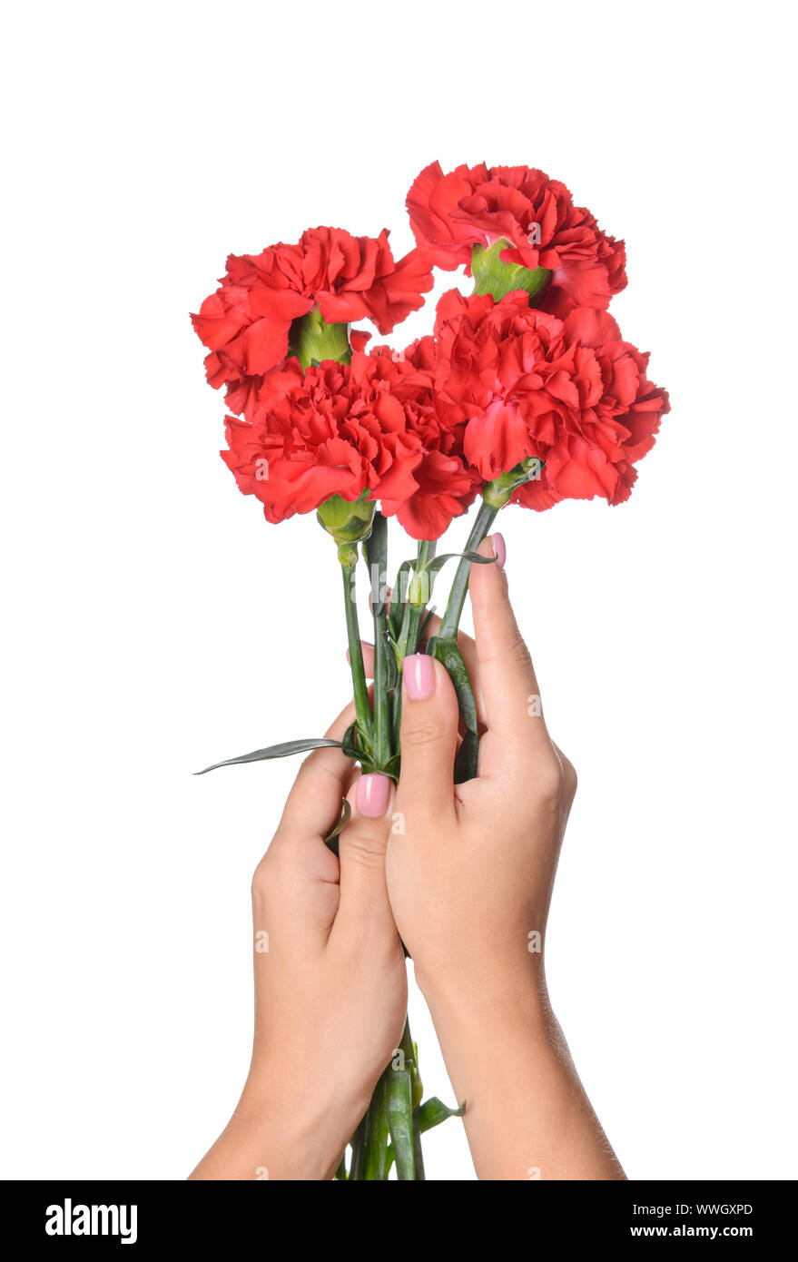 Female hands with beautiful carnation flowers on white background Stock ...