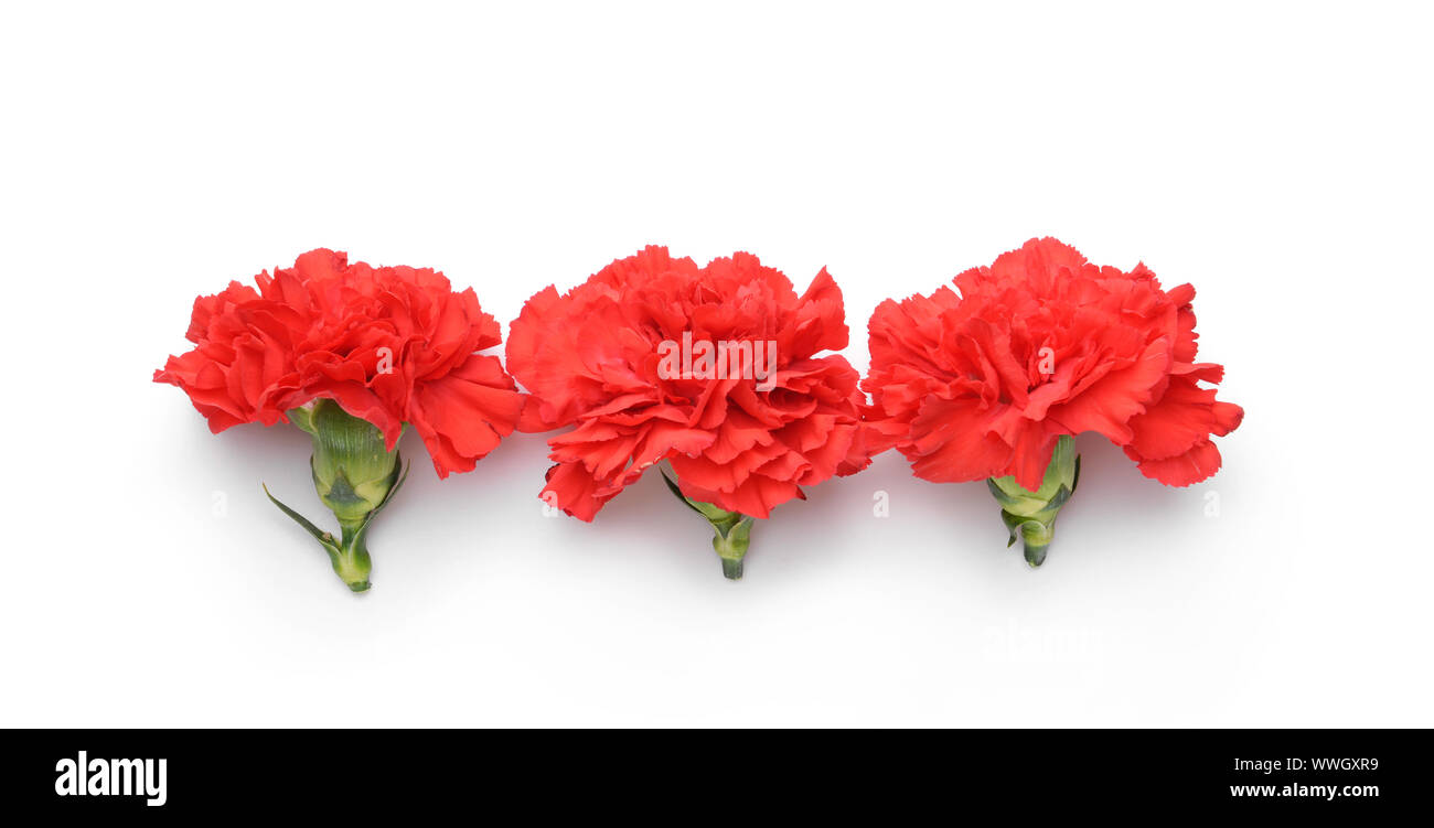 Beautiful carnation flowers on white background Stock Photo - Alamy