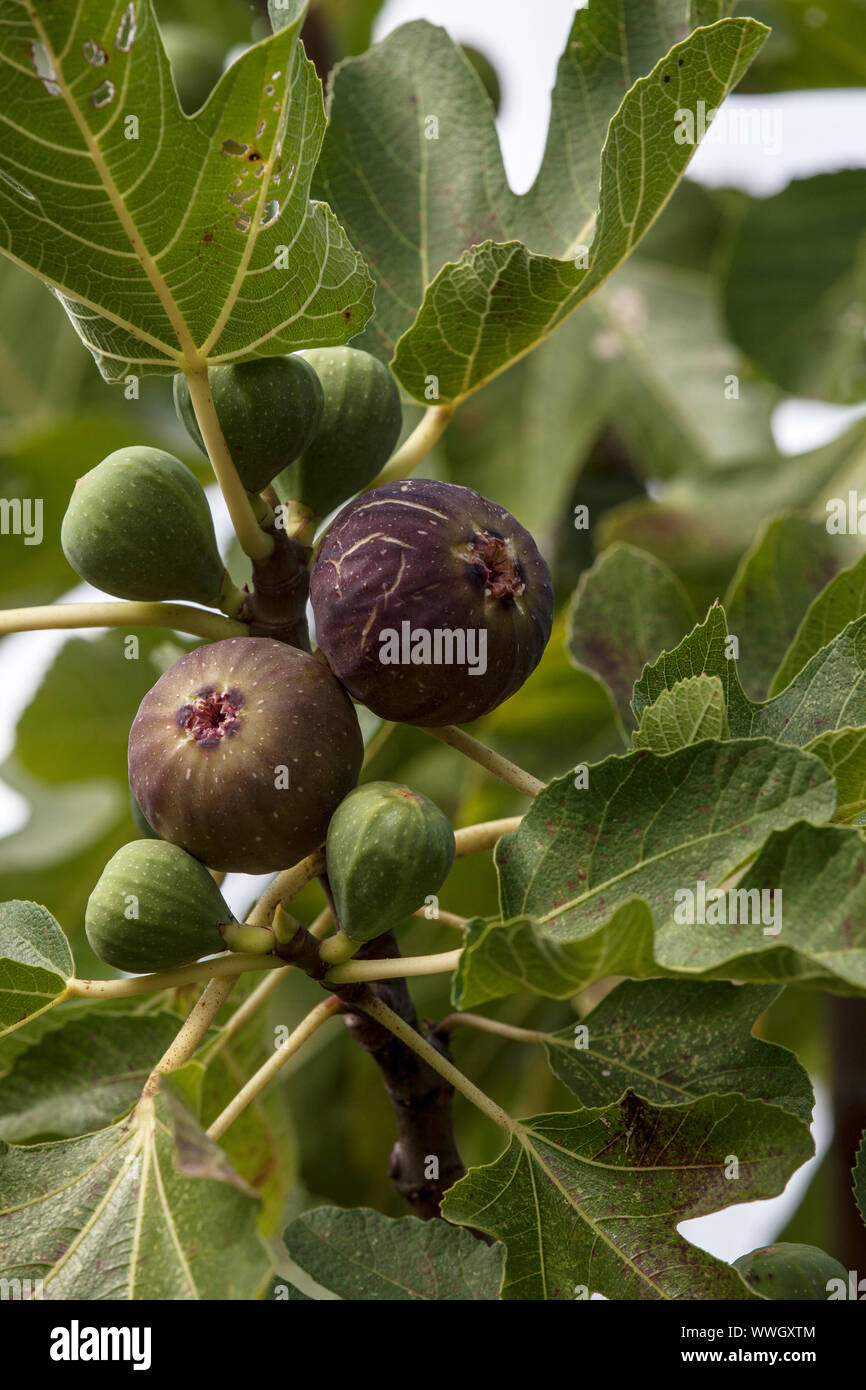 The fig tree fruit Stock Photo - Alamy