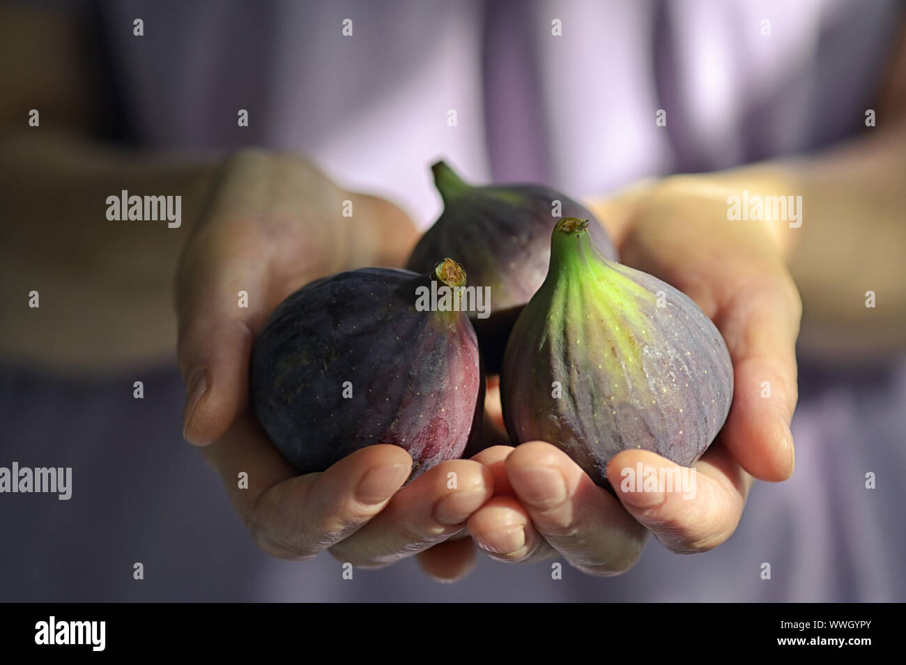 Fresh Figs Holded By Woman Hands Stock Photo - Alamy