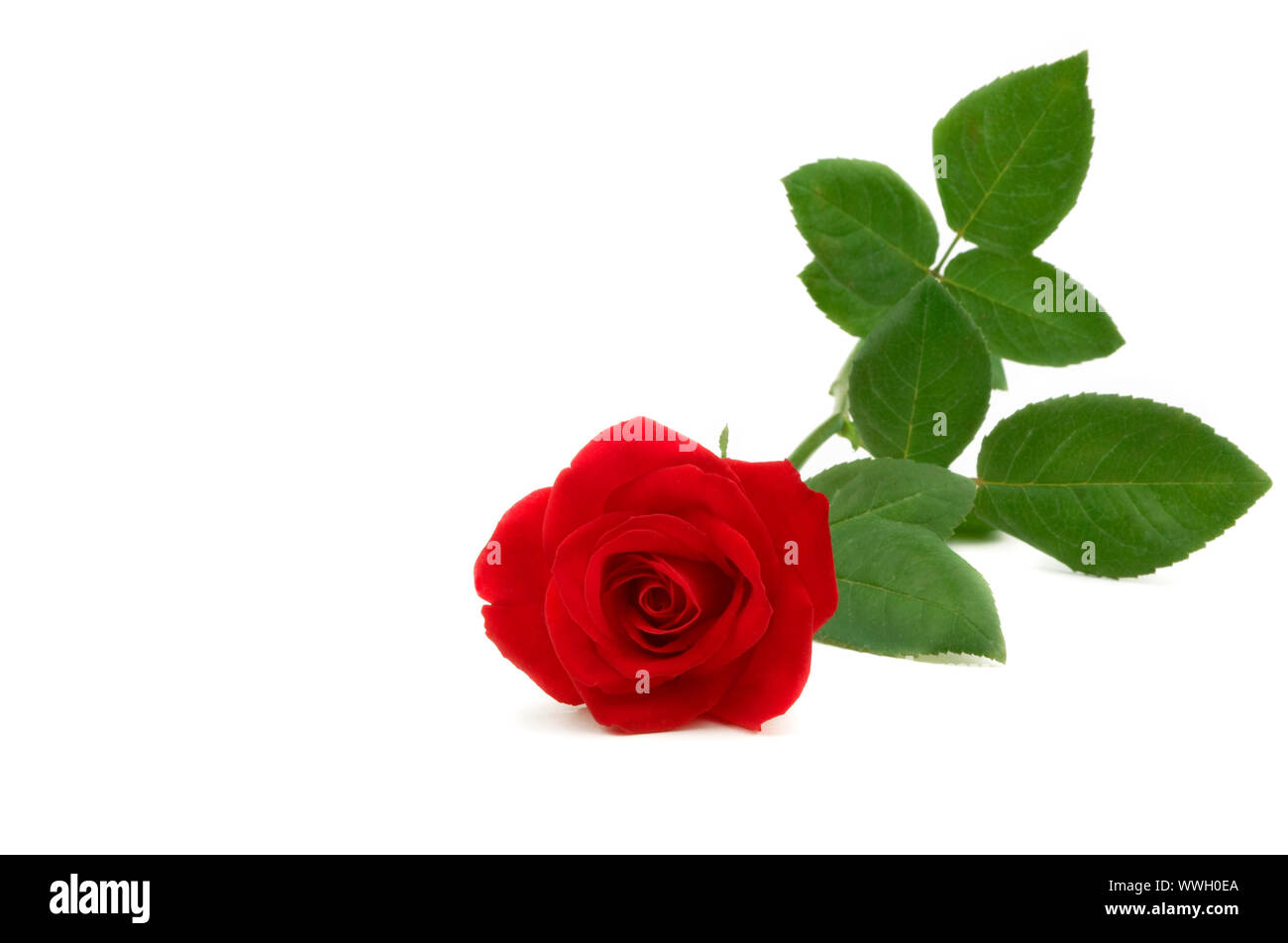 isolated flower on the white background Stock Photo - Alamy