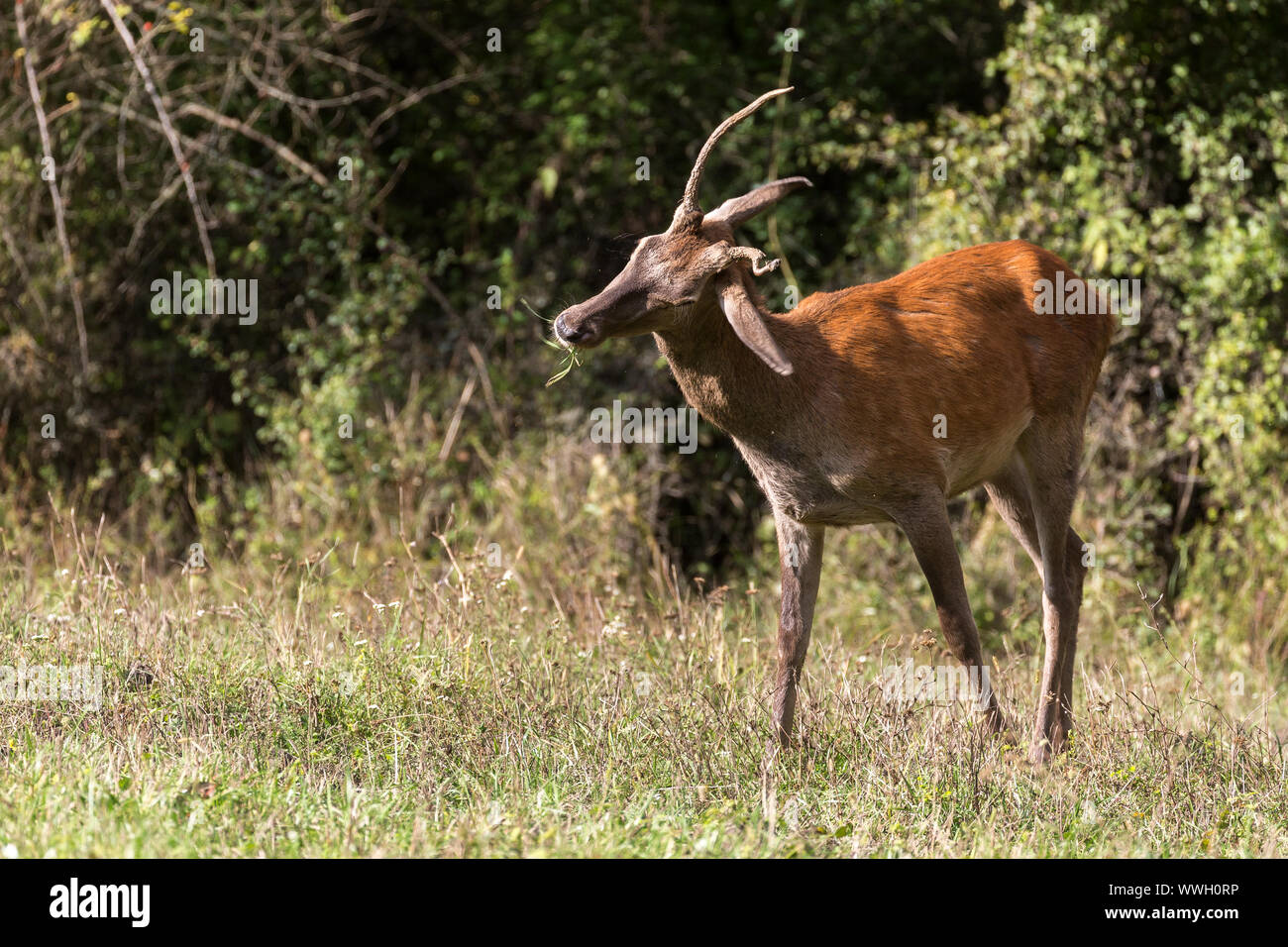 Red deer with strange antler Stock Photo - Alamy