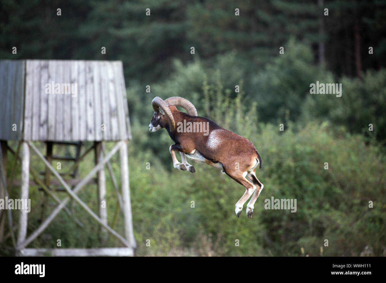 At mouflon hunting hi-res stock photography and images - Alamy