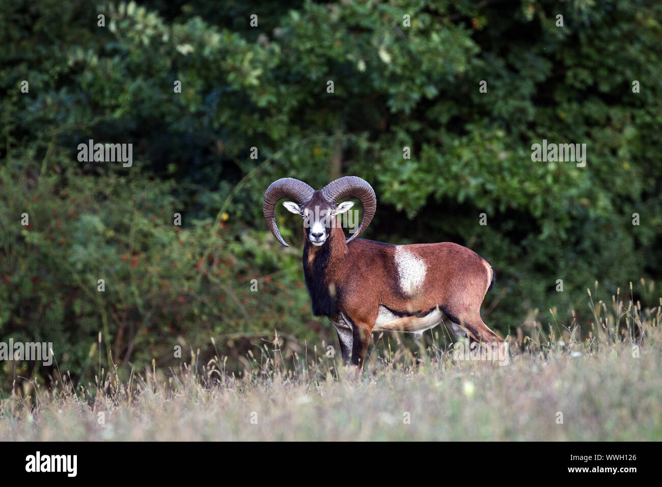 At mouflon hunting hi-res stock photography and images - Alamy
