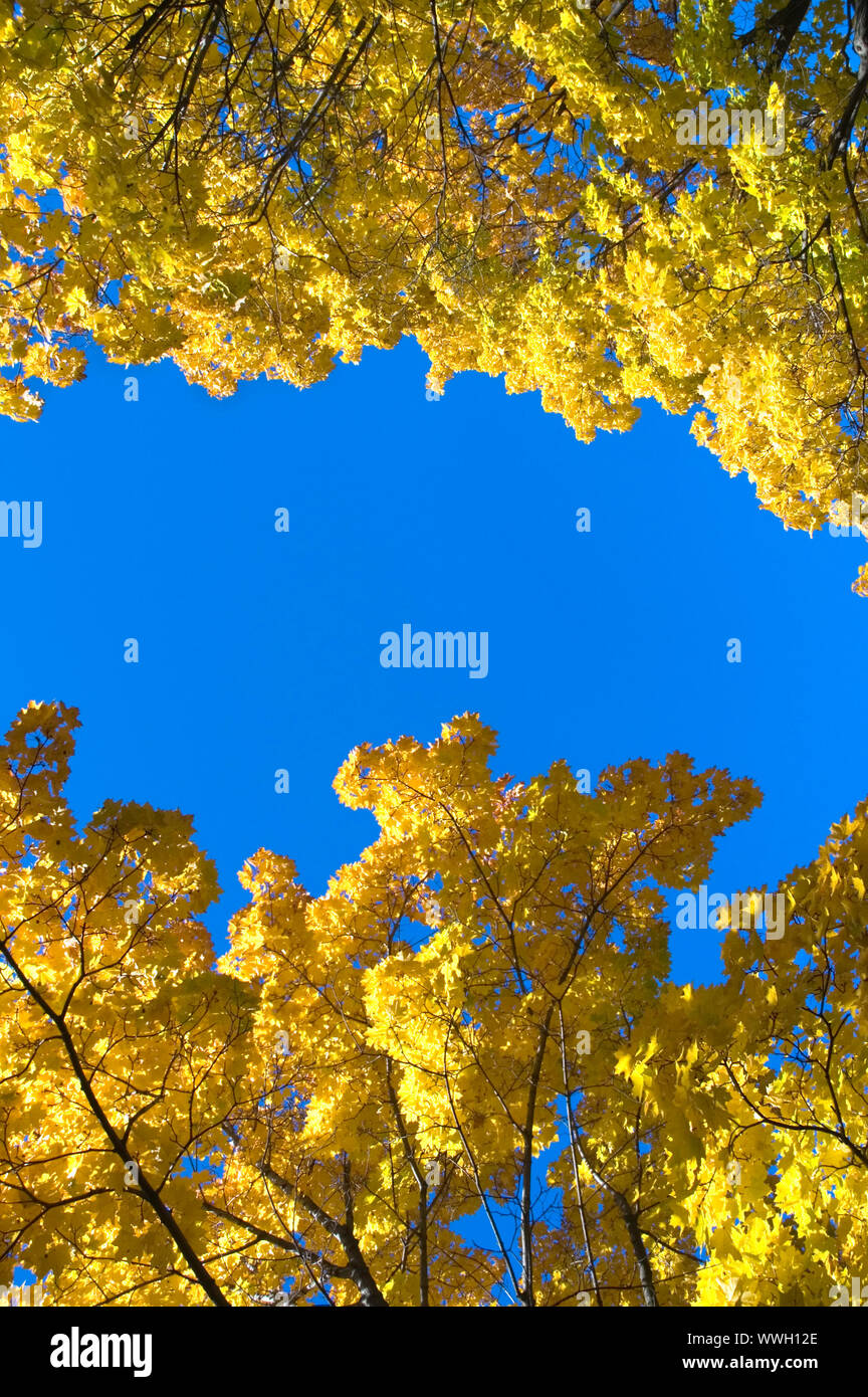 beautiful colors of autumn day (focus point on foliage ,selective Stock ...