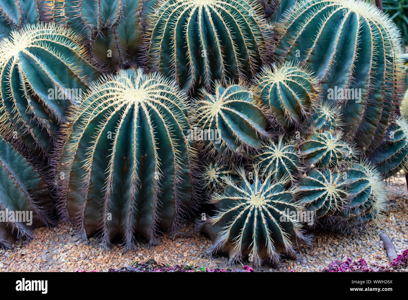 Cactus display, a beautiful plant with many uses. Makes a stunning ...