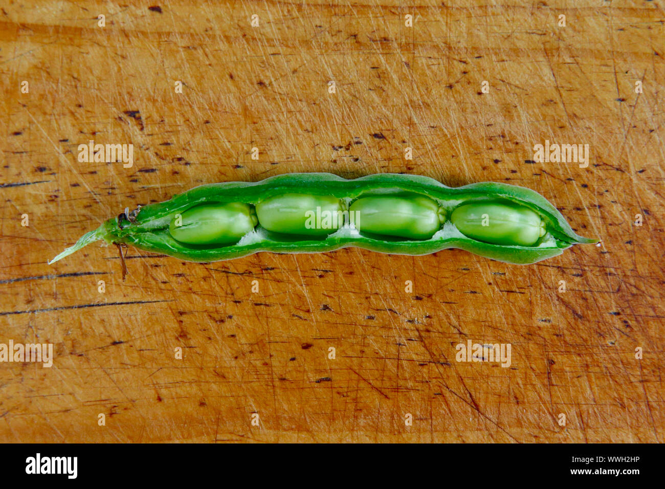 Homegrown organic broad beans hi-res stock photography and images - Alamy