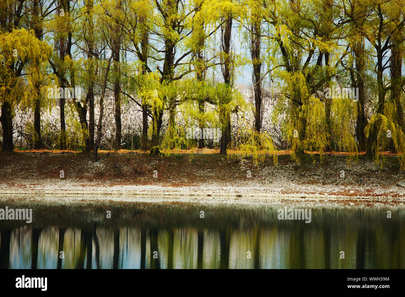 tree reflection in spring mountain lake Stock Photo - Alamy