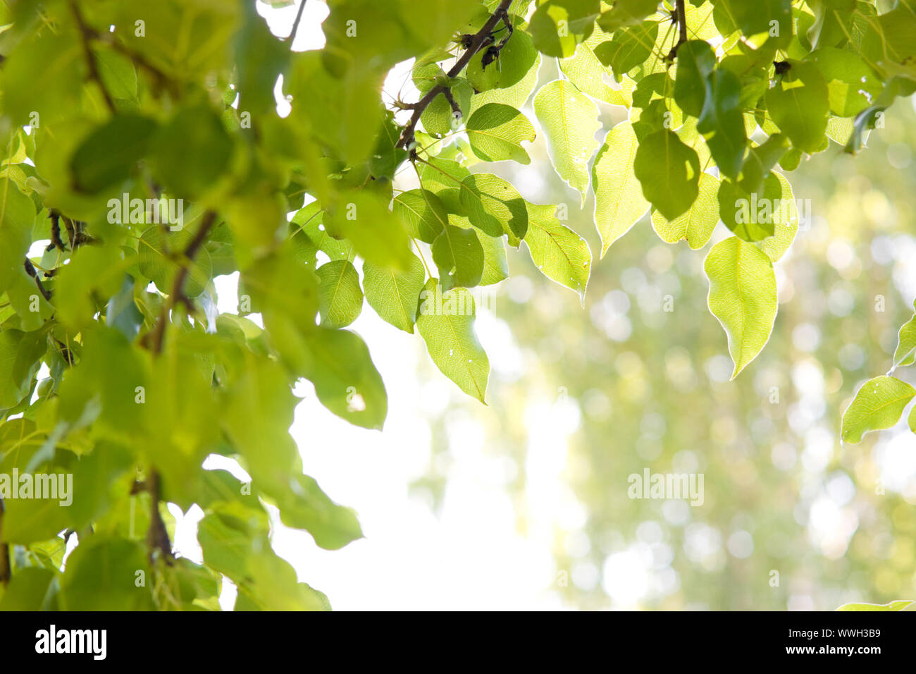 Sun shining through pear-tree leafs Stock Photo - Alamy