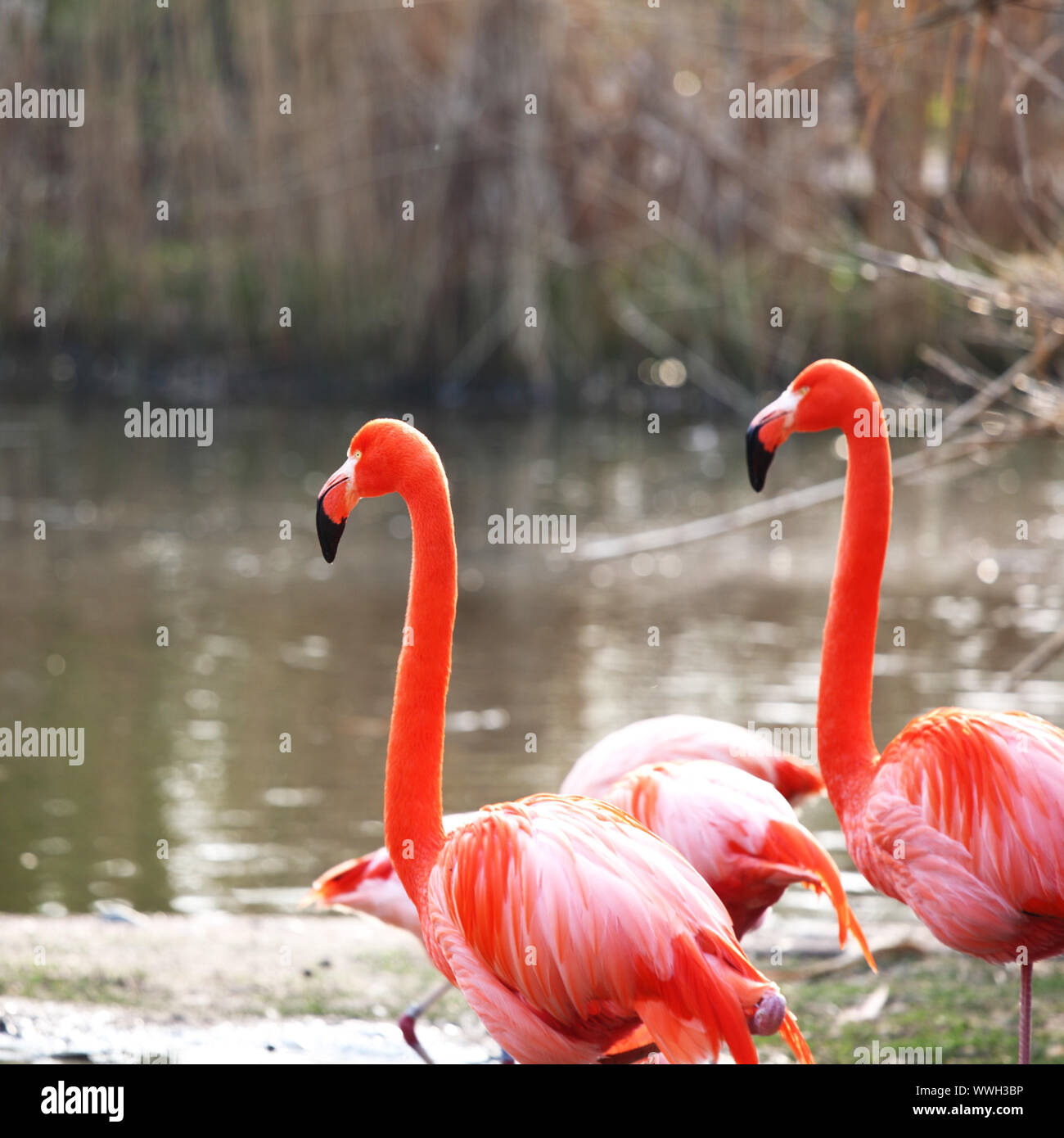 pink flamingo in zoo close up Stock Photo - Alamy