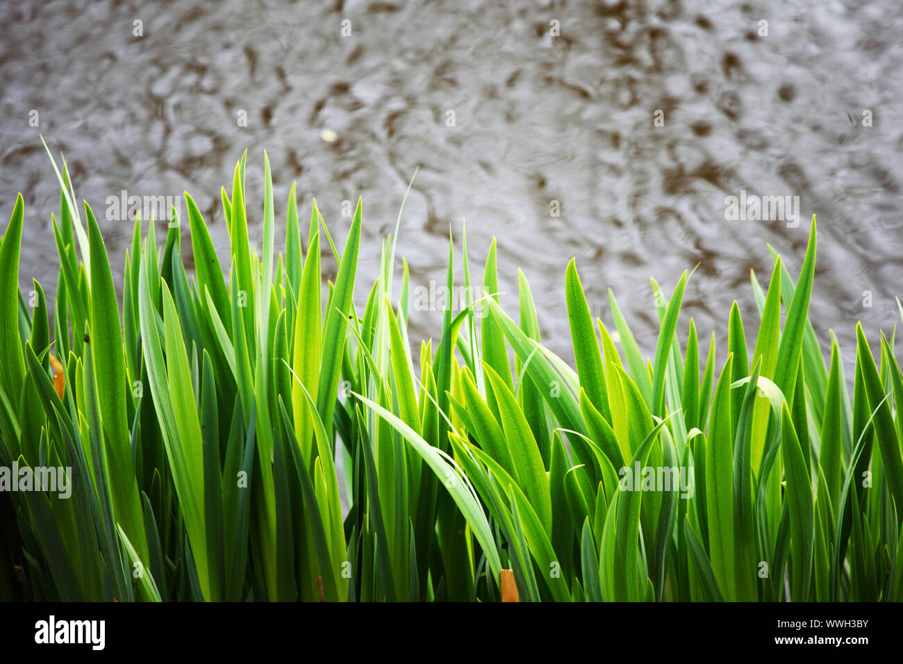 grass on water background Stock Photo - Alamy