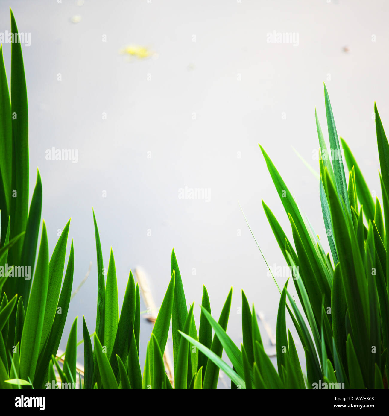 grass on water background Stock Photo - Alamy