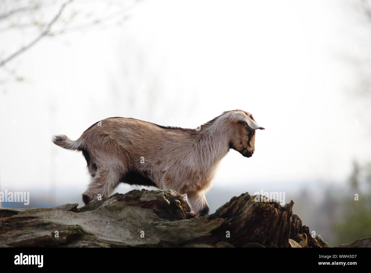 goat in wild close up Stock Photo - Alamy