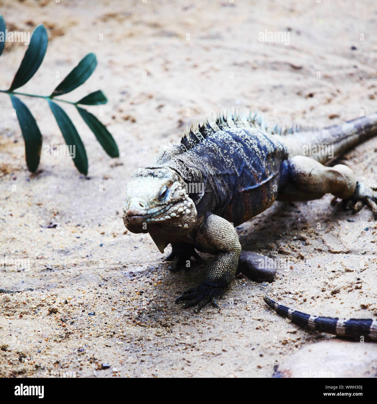 close up lizard in zoo Stock Photo - Alamy