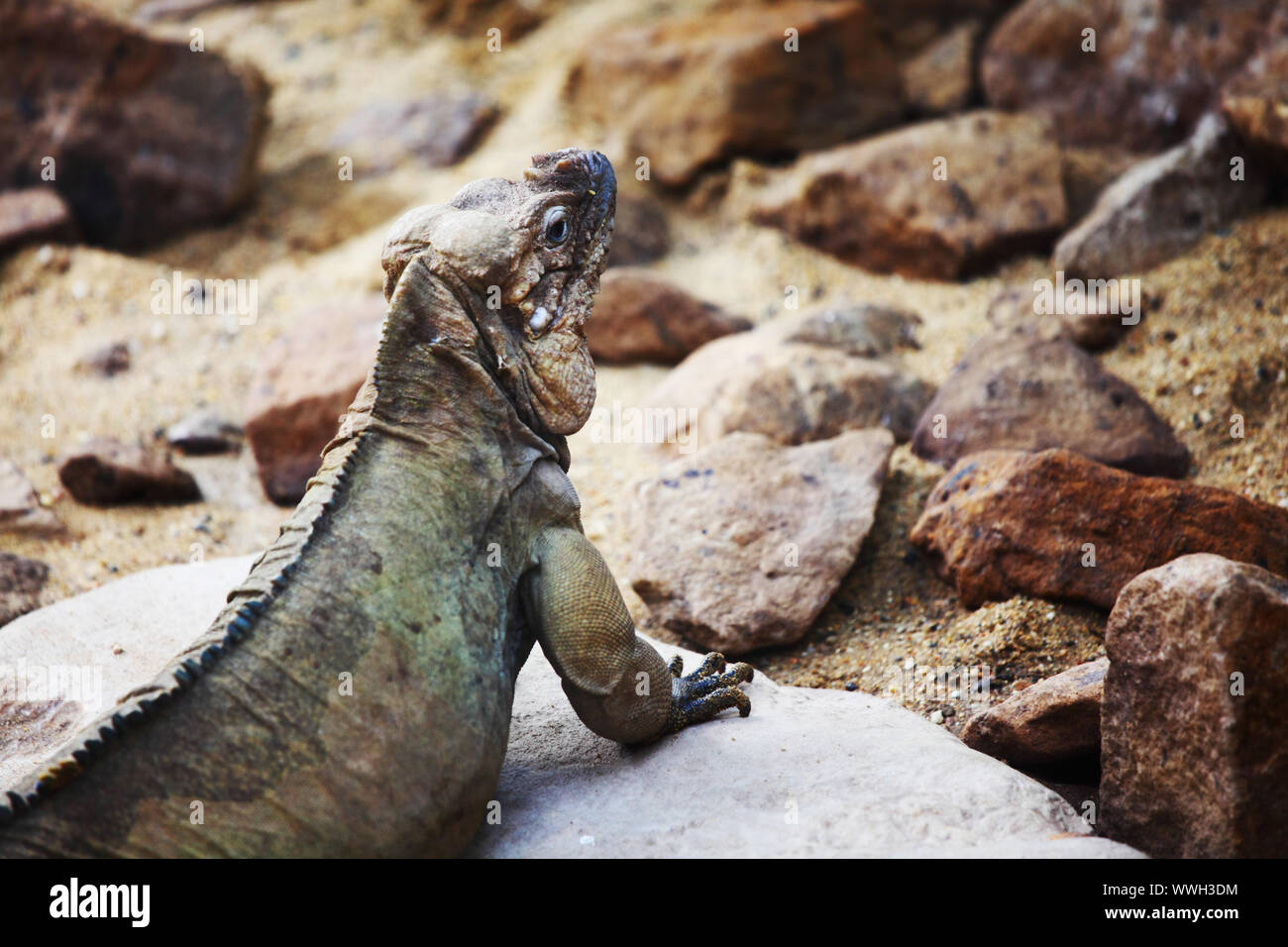 close up lizard in zoo Stock Photo - Alamy