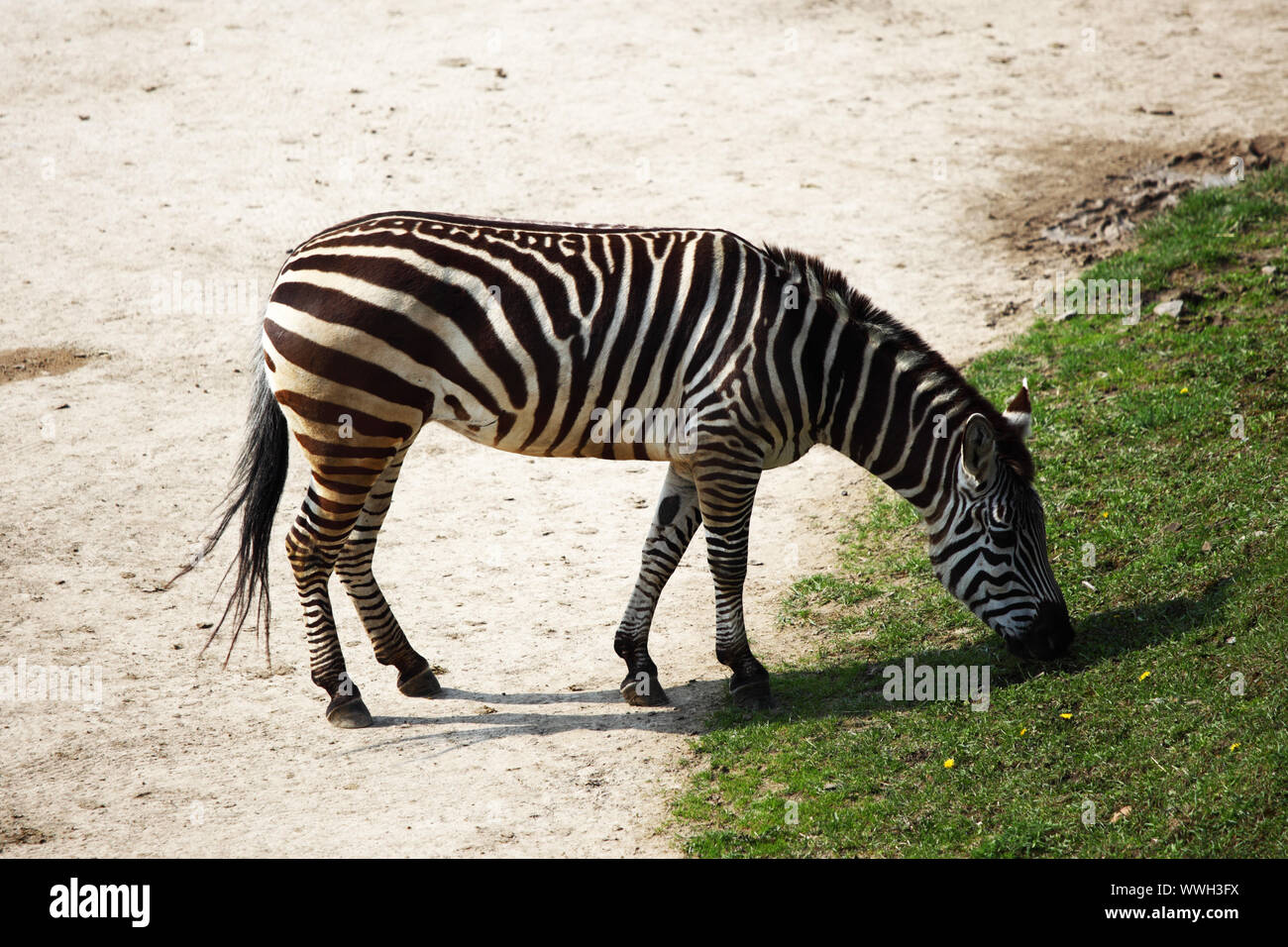 zebra in zoo close up Stock Photo - Alamy