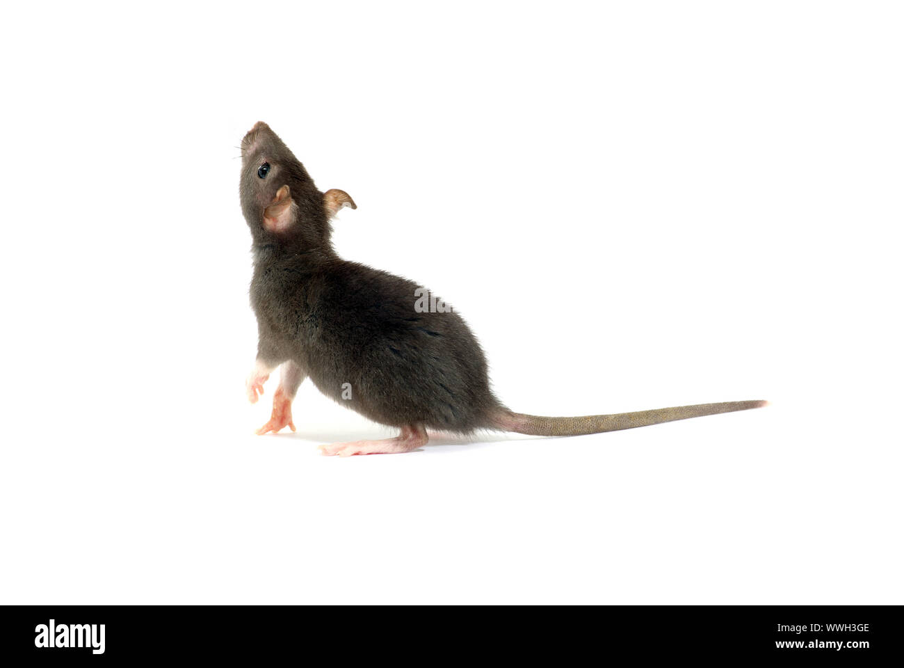 funny rat isolated on white background Stock Photo - Alamy