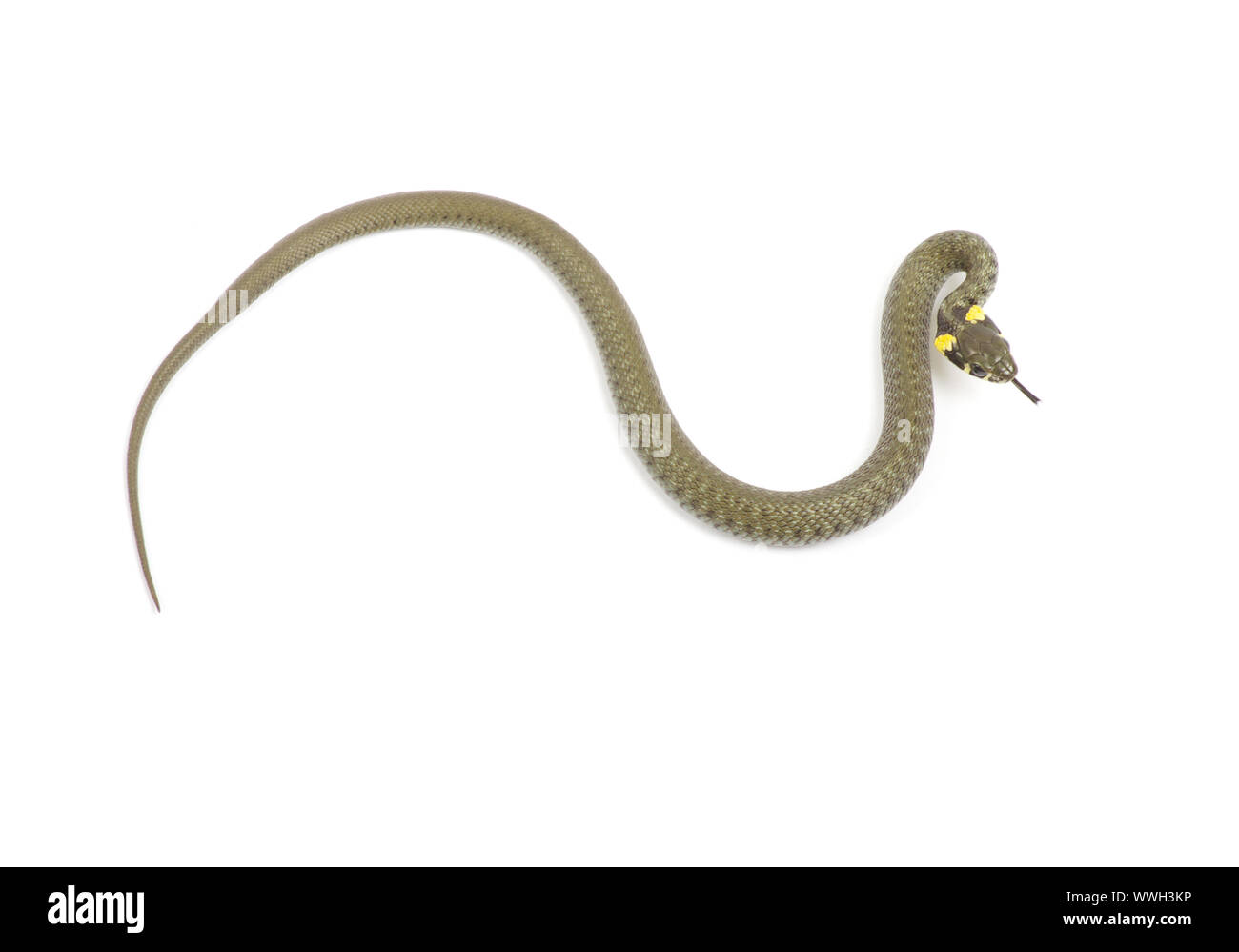 snake isolated on white background Stock Photo - Alamy