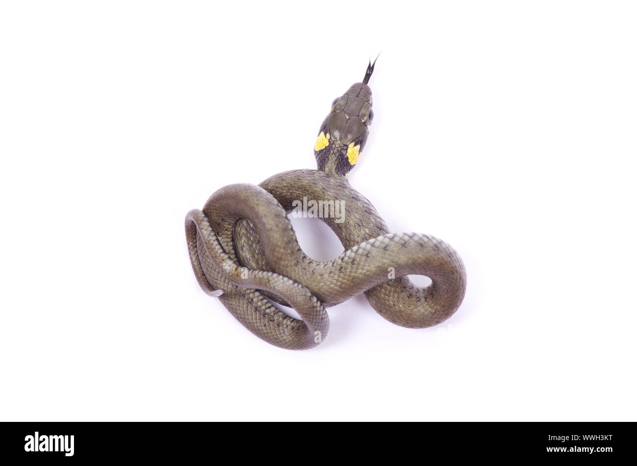 snake isolated on white background Stock Photo - Alamy