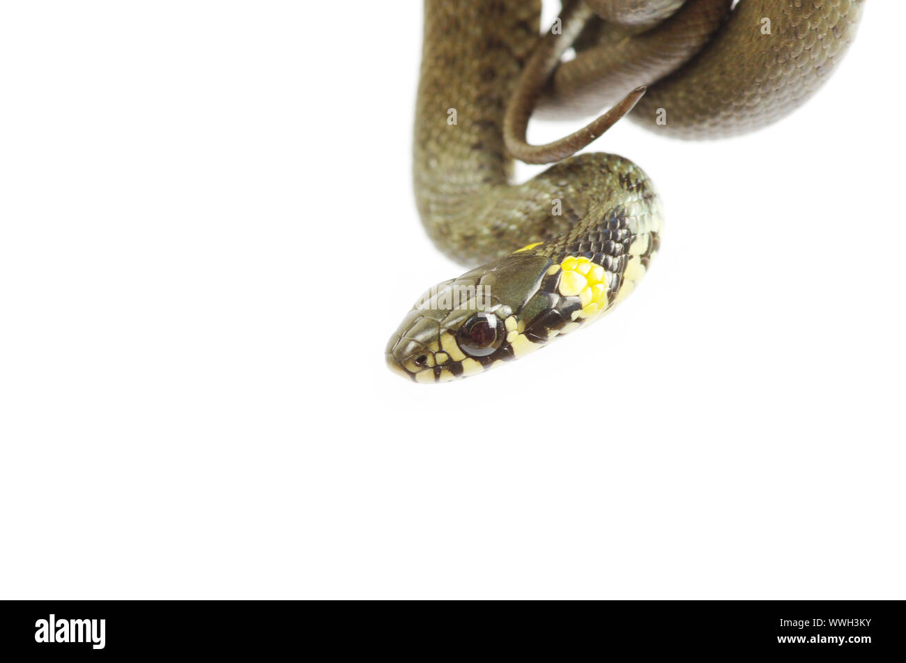 snake isolated on white background Stock Photo - Alamy