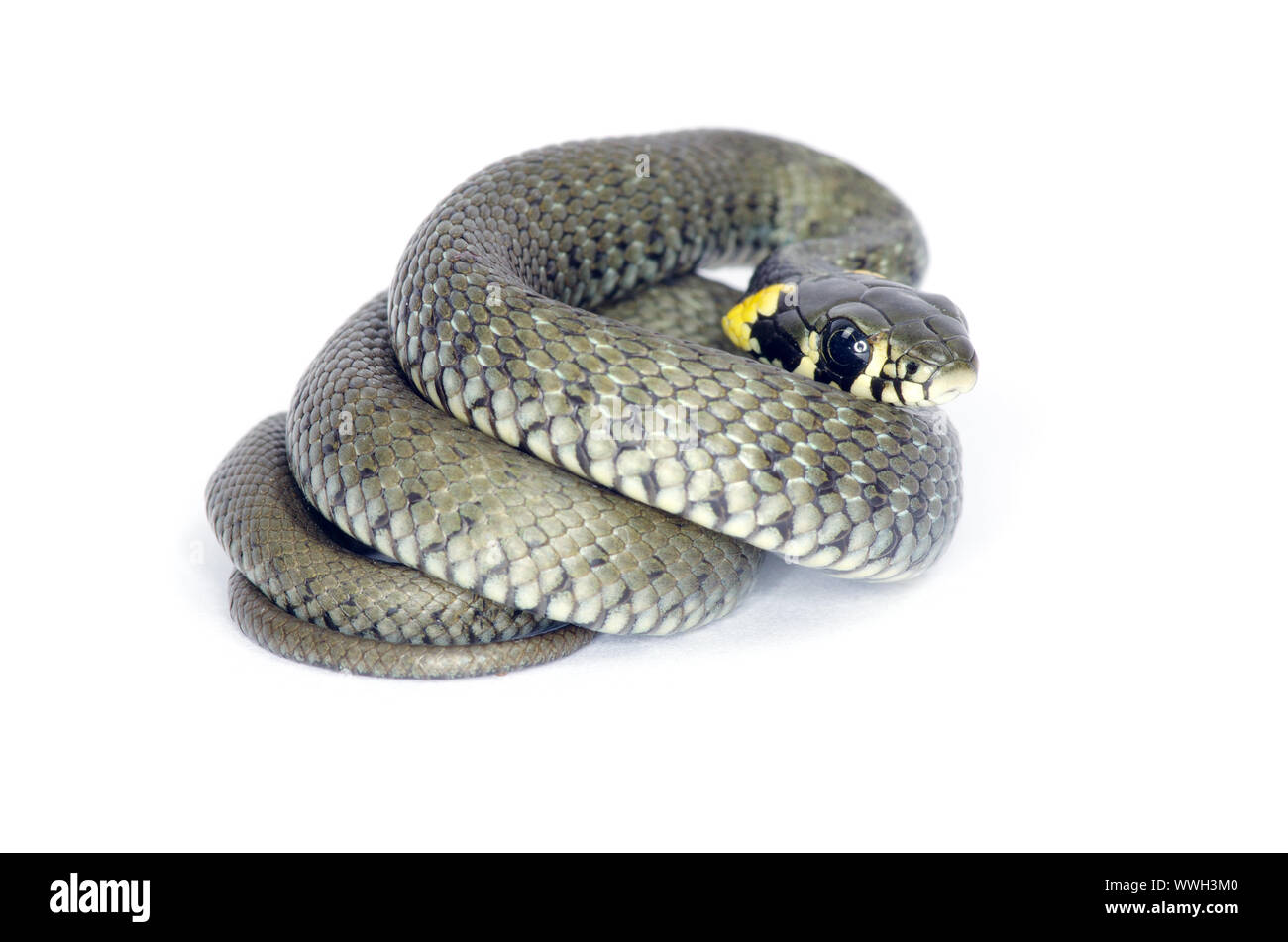 snake isolated on white background Stock Photo - Alamy