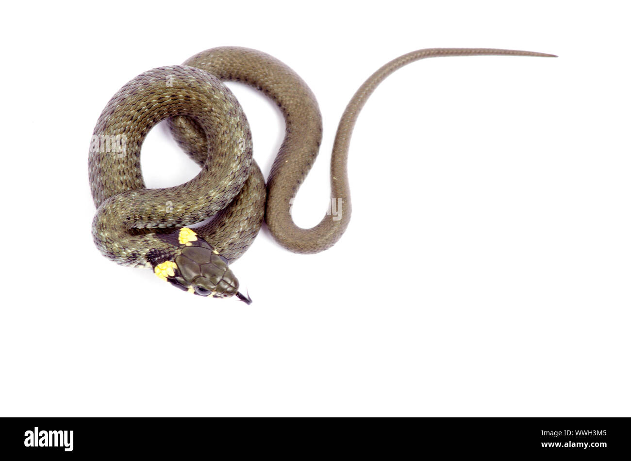 Black snake slithering Cut Out Stock Images & Pictures - Alamy