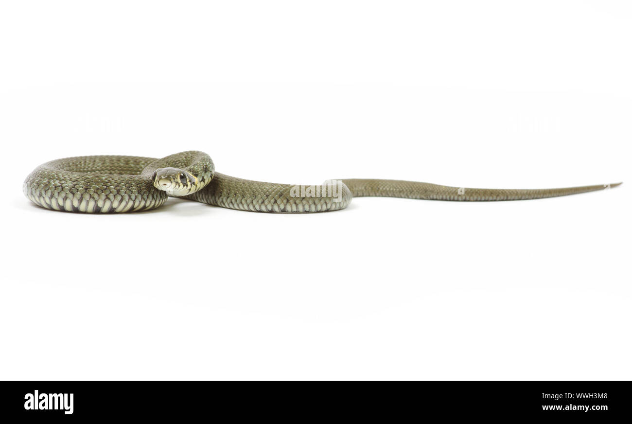 snake isolated on white background Stock Photo - Alamy