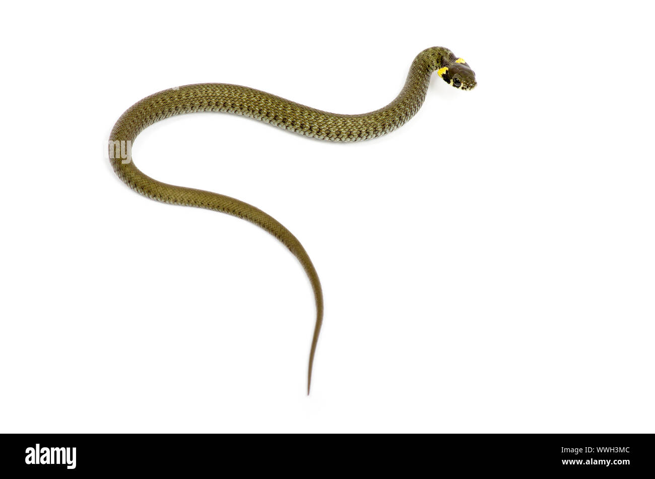 snake isolated on white background Stock Photo - Alamy