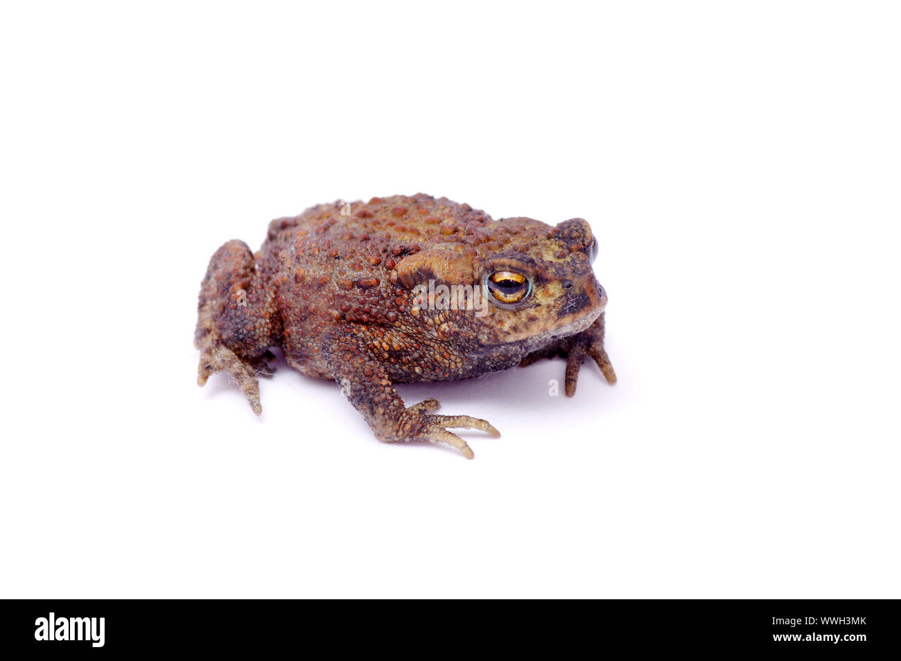 frog on a white background Stock Photo - Alamy
