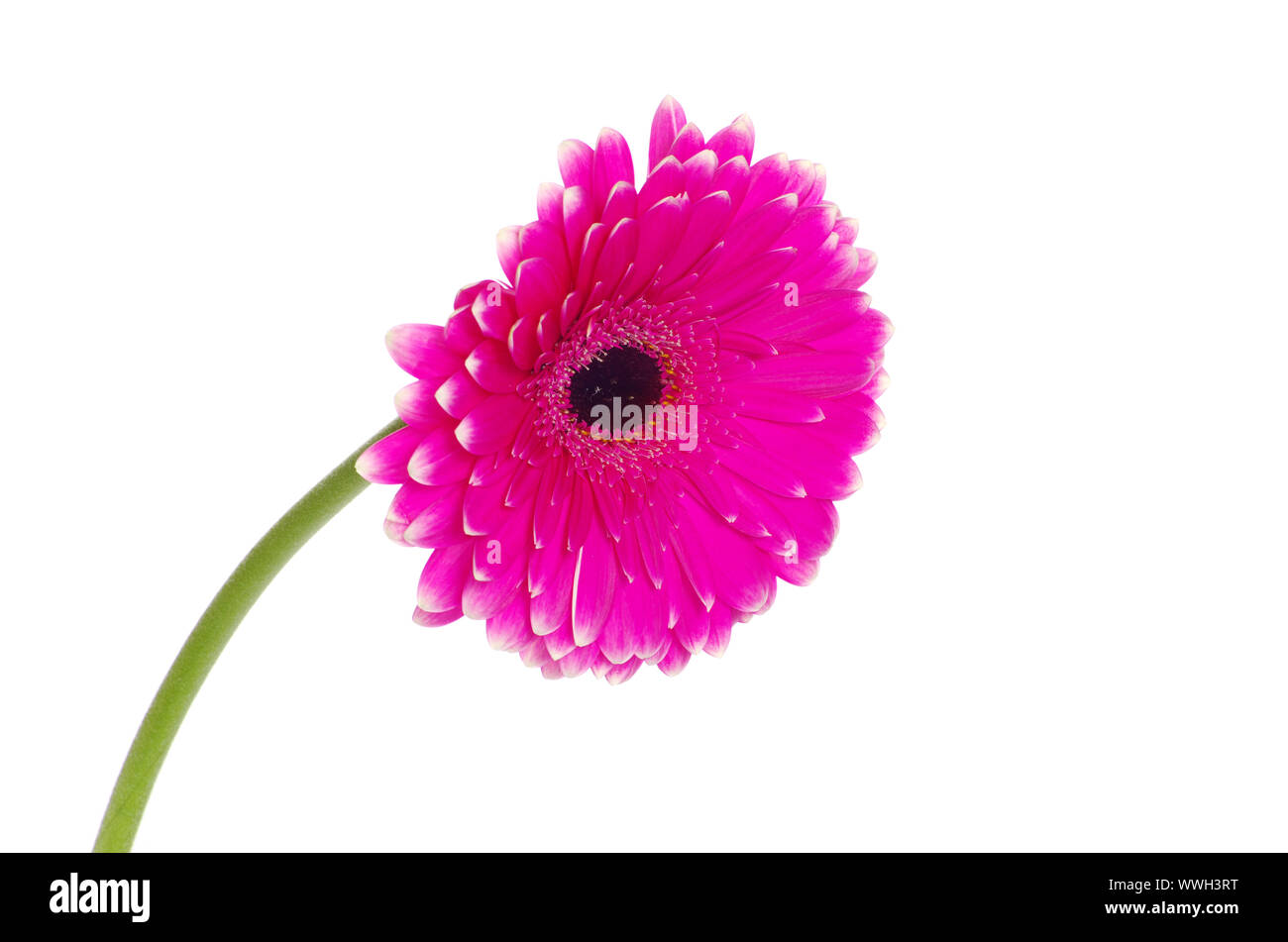 red gerbera flower closeup on white background Stock Photo - Alamy