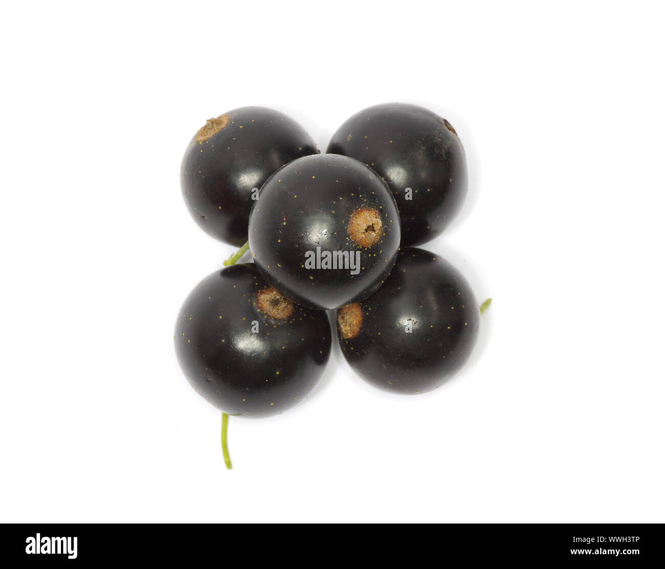 black currant fruits isolated on white background Stock Photo - Alamy