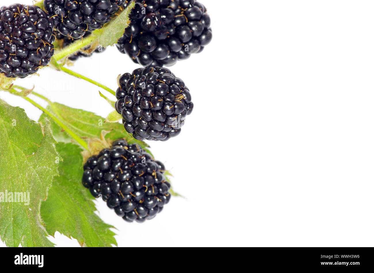 blackberry isolated on white background Stock Photo - Alamy
