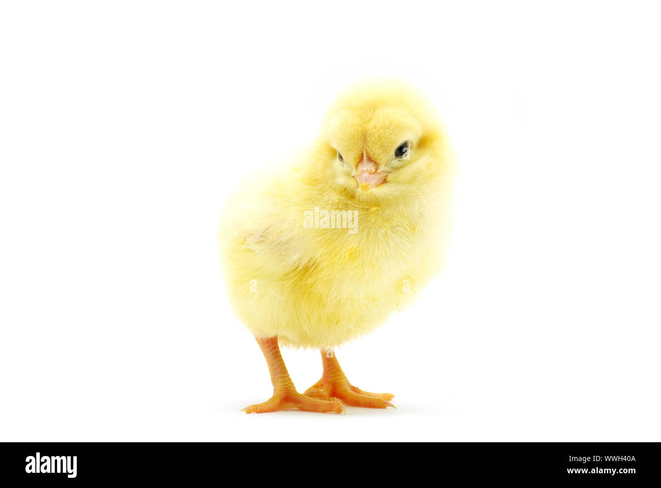 Cute little baby chicken isolated on white background Stock Photo - Alamy
