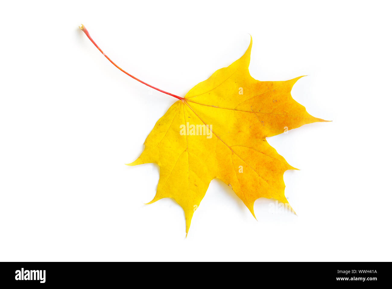 autumn maple leaf isolated on white background Stock Photo - Alamy