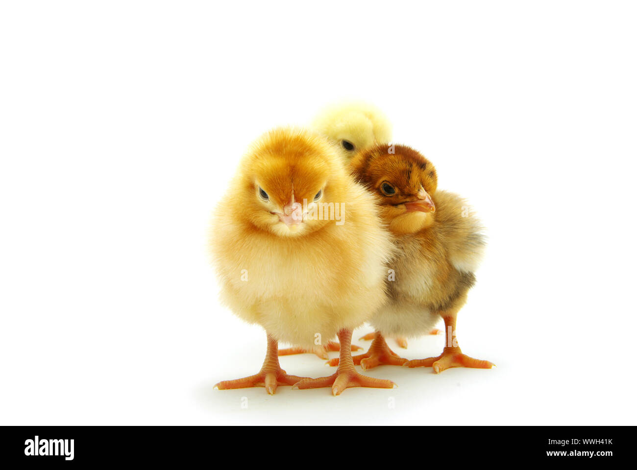 Cute little baby chicken isolated on white background Stock Photo - Alamy