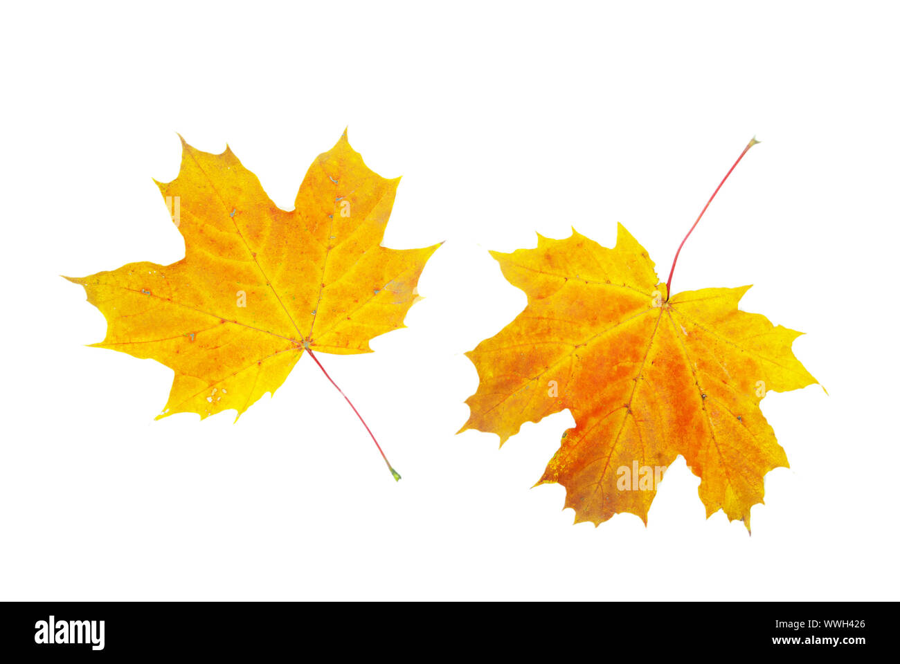 autumn maple leaf isolated on white background Stock Photo - Alamy