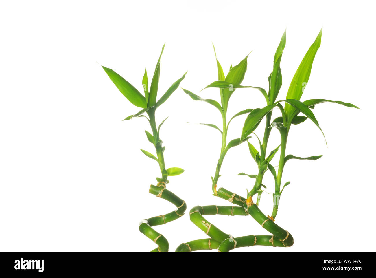 Bamboo isolated on a white background Stock Photo - Alamy