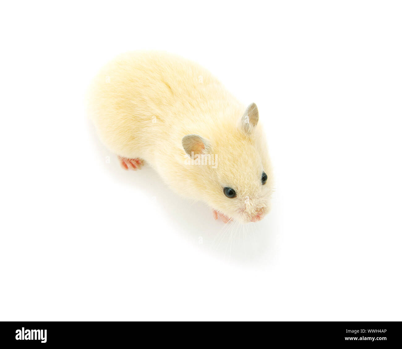 Hamster in front of a white background Stock Photo - Alamy