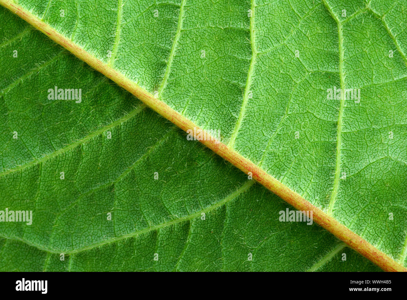 structure of leaf natural background Stock Photo - Alamy